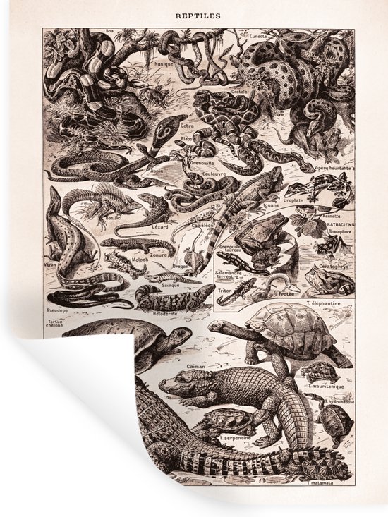 Muurstickers - Sticker Folie - Reptielen - Dieren - Zwart - Wit - 120x160 cm -... | bol