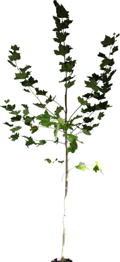 Gewone plataan - Platanus hispanica | Omtrek: 14-18 cm | Hoogte: 350 cm ...