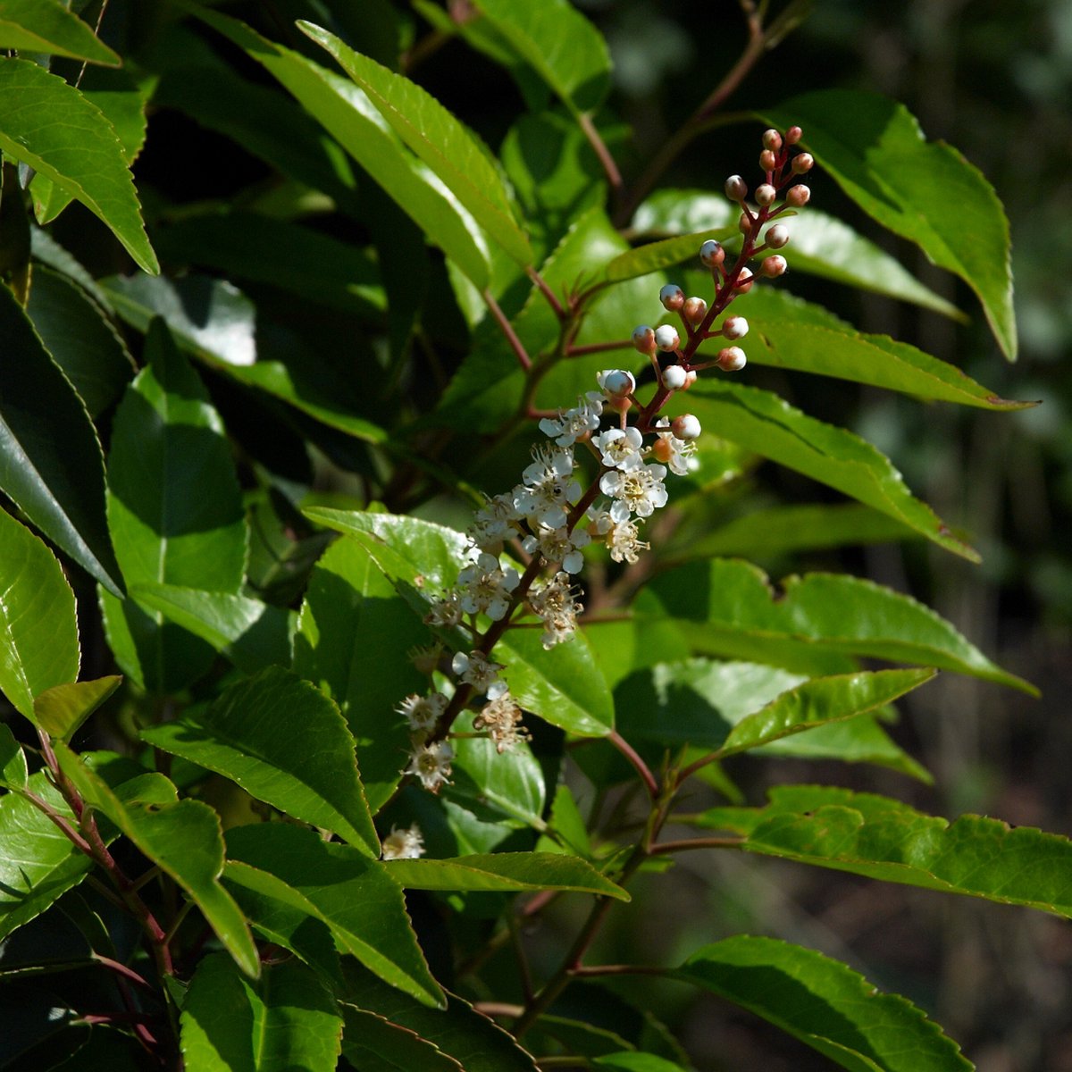 Bolvorm - Portugese laurier - Prunus lusitanica Angustifolia | Omtrek ...