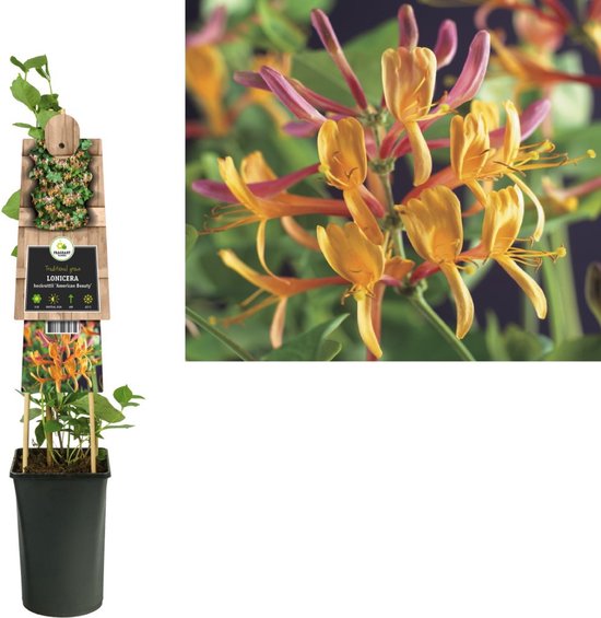 Klimplant Lonicera heckrottii American Beauty 75 cmVan der Starre | bol.com