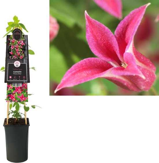Klimplant Clematis Princess Diana 75 cmVan der Starre | bol.com