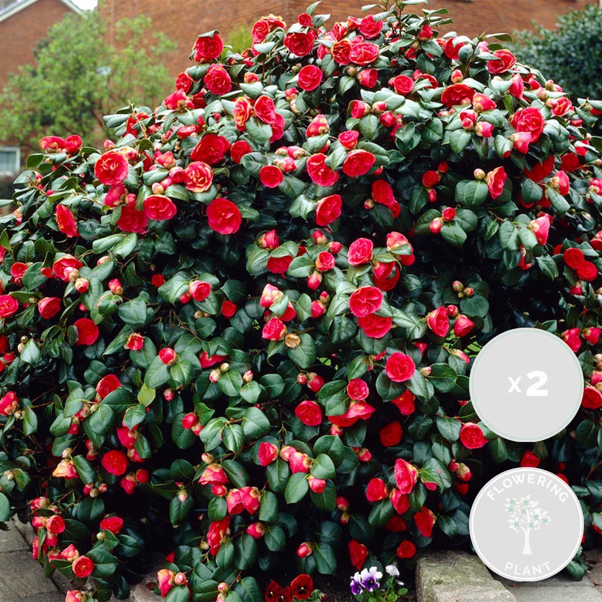 2x Camellia 'Black Lace' - Japanse Roos - Rood - Heester ...