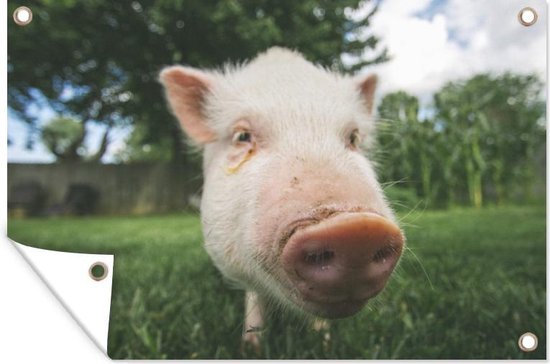 Posters de jardin extérieur Cochon - Gros plan - Herbe - 90x60 cm ...