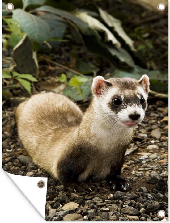 Tuin decoratie Wezel - Dier - Bladeren - 30x40 cm - Tuindoek ...