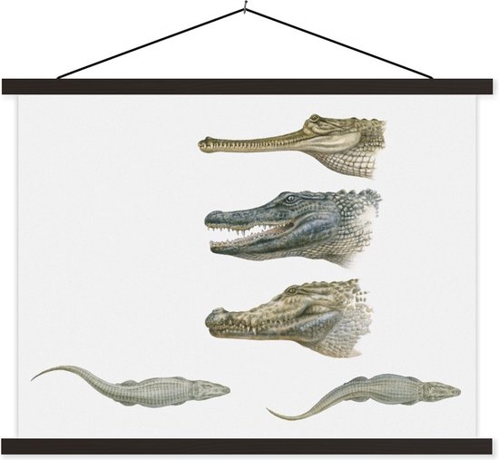 illustration des têtes des différents types d'affiche scolaire gharials ...