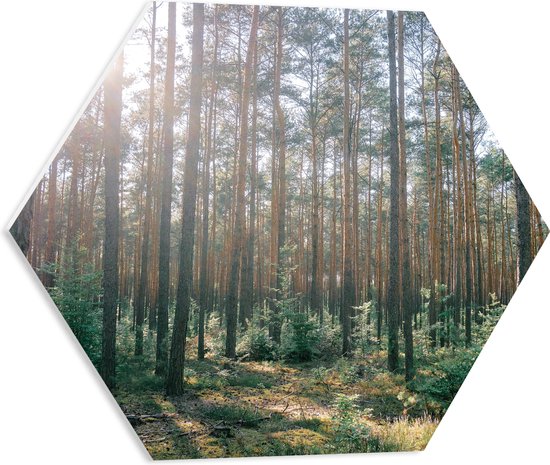 WallClassics - PVC Schuimplaat Hexagon - Zon tussen de Bomen in het Bos ...