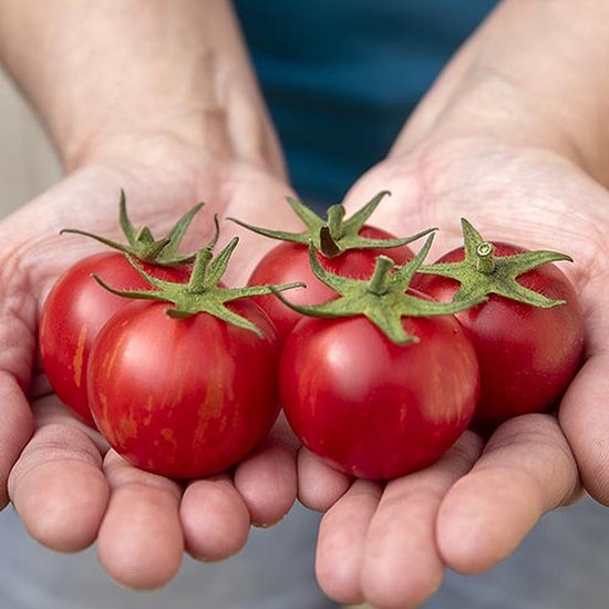Tomaten zaden - Cherrytomaat Black Strawberry | bol