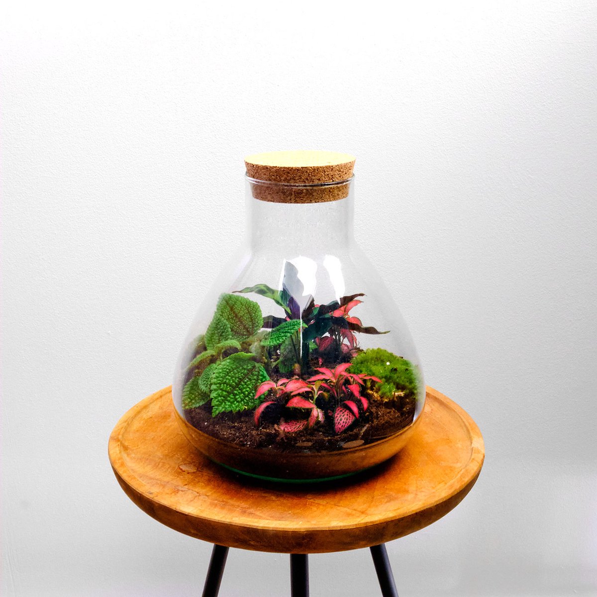Mini-ecosysteem - Planten terrarium Erlenmeyer calathea - 26 cm – Ø 22 ...