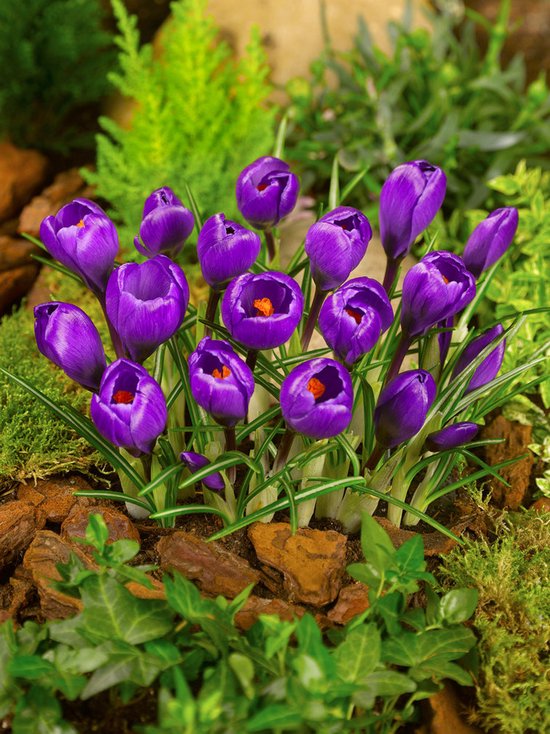 200x Crocus 'Flower record grootbloemig' - BULBi® bloembollen en ...