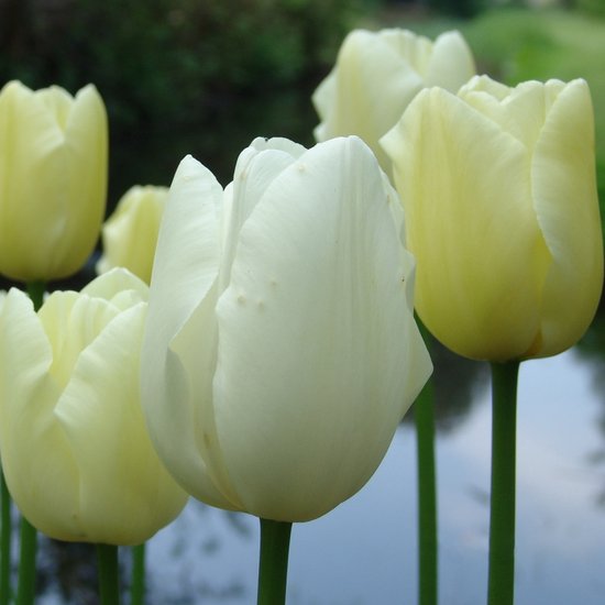 Tulp Maureen | bol.com