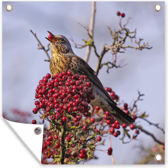 Tuinposters Een Zanglijster eet een rode bes - 50x50 cm - Tuindoek ...
