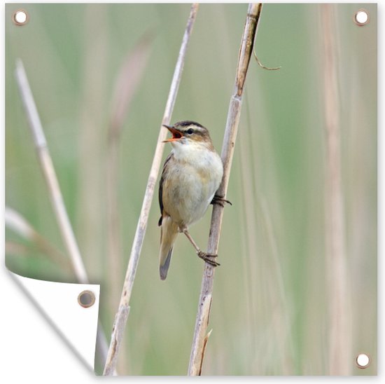 Tuin poster Een rietzanger zingend in het riet - 200x200 cm - Tuindoek ...
