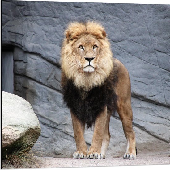 WallClassics - Dibond - Grand Lion Mâle au Rocher - Photo 80x80 cm sur ...