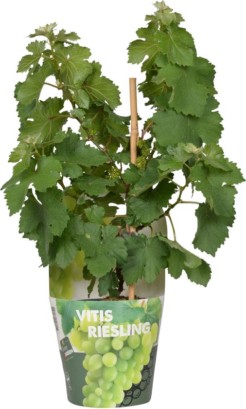 Vitis Pixie 'Riesling' - ↨30cm - Ø14 | bol.com