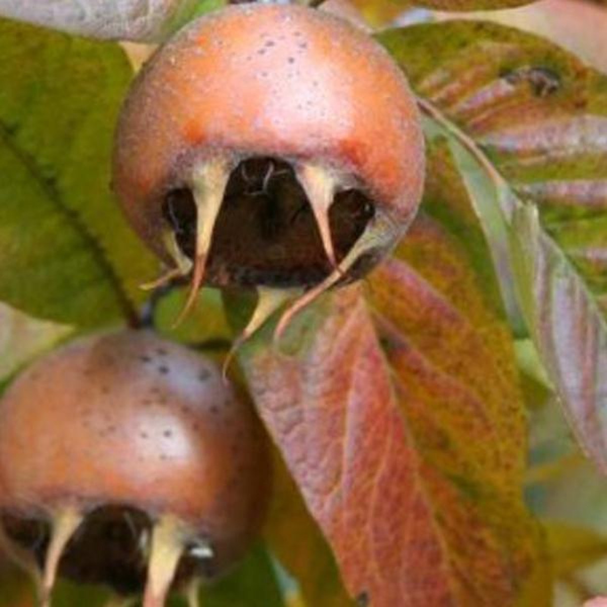 Mespilus Germanica - Mispel Boom Hoogstam Blote Wortel | bol.com