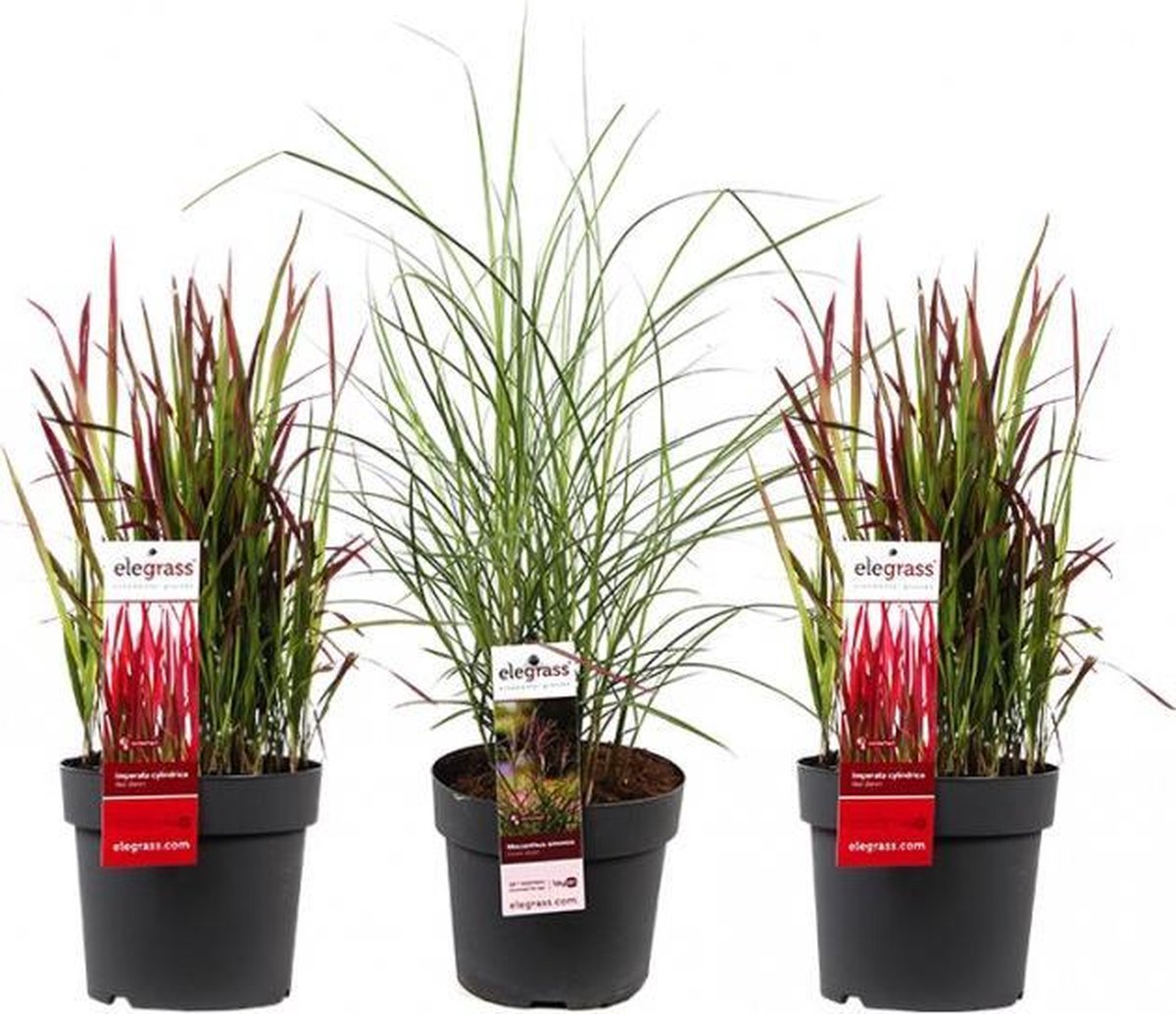 Elegrass 3x Groen/rode siergrassen mix - pakket voor een vierkante ...