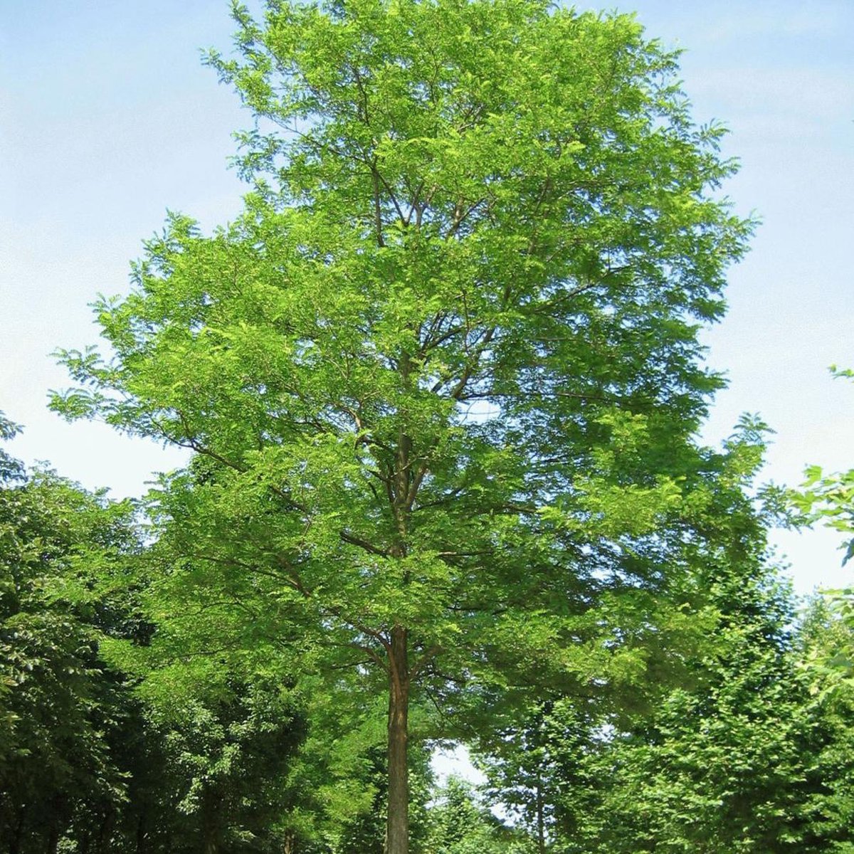 Robinia Pseudoacacia - Robinier faux acacia - Arbre Tige 10-12 cm ...
