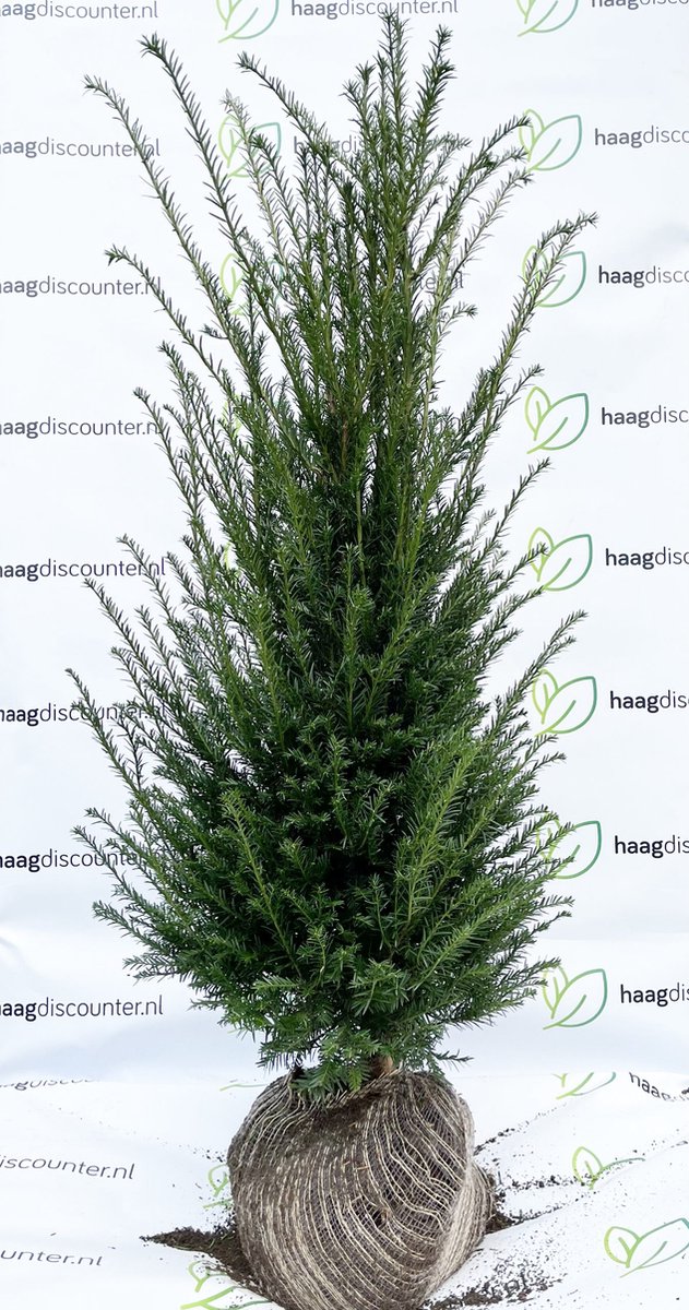 Venijnboom - Taxus Baccata - 120 - 140 cm hoog - Gezonde haag direct ...