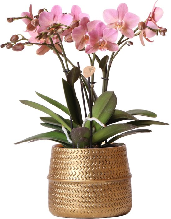 Orchidee – Vlinder orchidee (Phalaenopsis) met bloempot – Hoogte: 12 cm ...