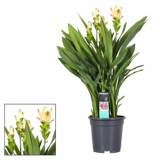 Curcuma Siam (Splash), 60 CM hoog, 19 CM potdiameter | bol.com