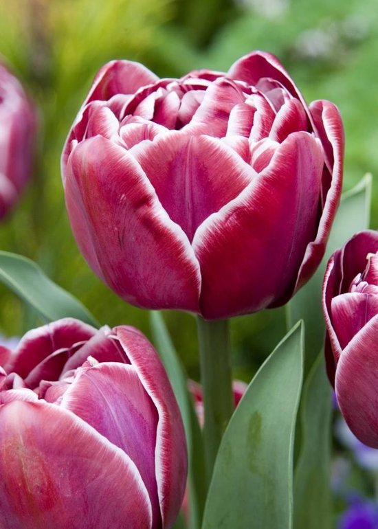 Tulp Dream Touch | bol