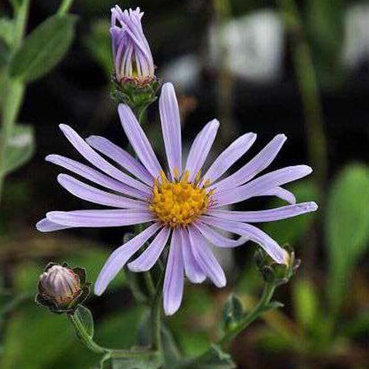 6 x Aster Amellus 'Rudolf Goethe' - Œil de Christ godet 9cm x 9cm | bol.com