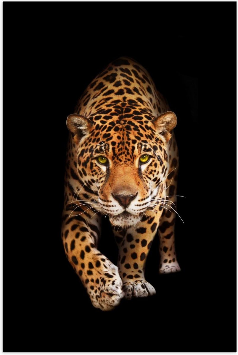 Poster – Sluipende Panter op Zwarte Achtergrond - 40x60cm Foto op ...