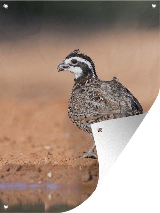 Tuin decoratie Een kleine kwartel bij een waterplas - 30x40 cm ...