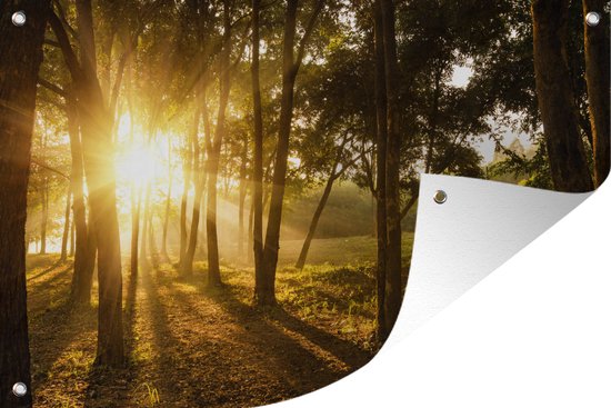 Tuinposters buiten Zon - Bos - Gras - 90x60 cm - Tuindoek ...