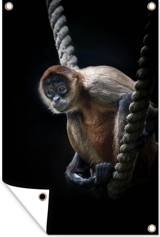 Tuinposters buiten Een slingeraap zit op een touw op met zwarte ...