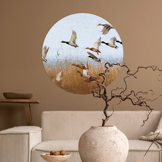 Behangcirkel - Eend - Vogel - Riet - Water - Zelfklevend behang - 50x50 ...