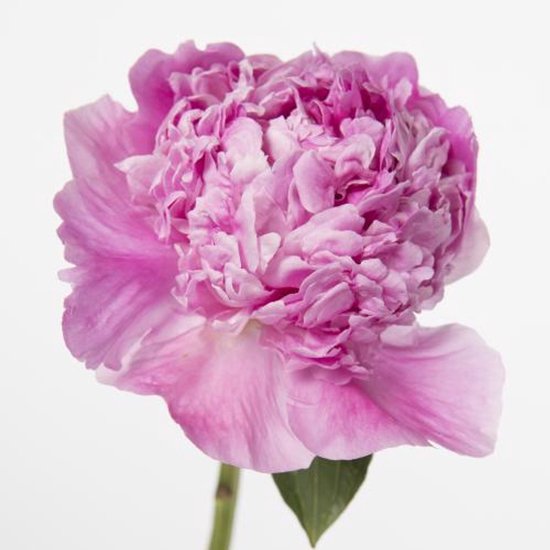 20x Paeonia mr jules elie 50cm | bol