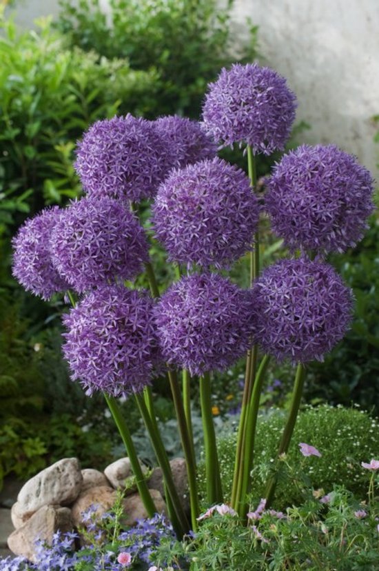 Plants Online - Tuinplanten - Vaste planten - Set van 3 - Allium ...