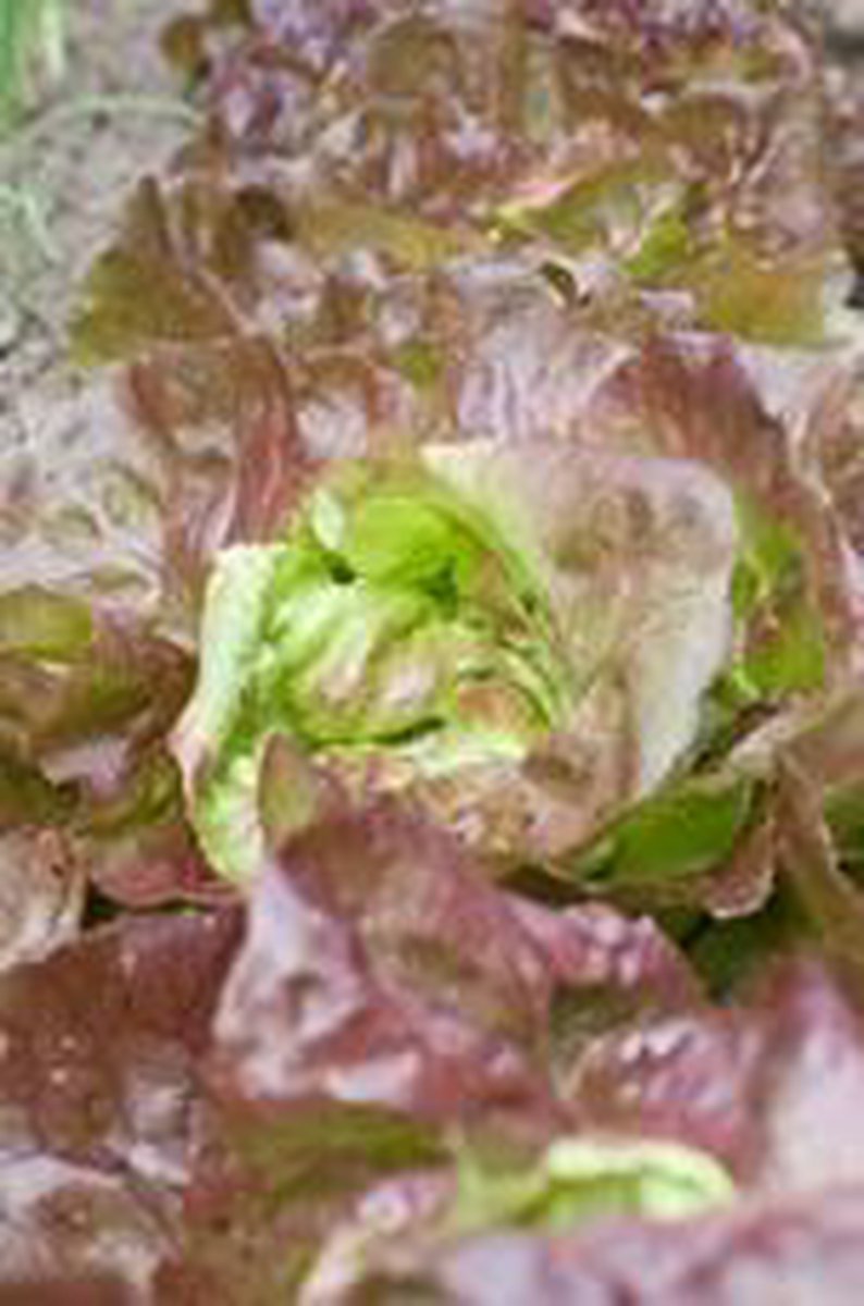 Sla Pluksla mengsel - Een mengsel van slasoorten dat snel oogstbaar is ...