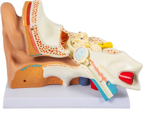 Oor Anatomie 5 Keer Anatomiemodel Menselijk Oor Meerkleurig Menselijk ...