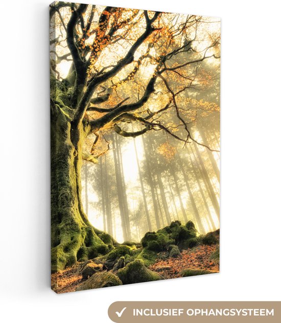 Canvas doek - Foto op doek - Bos - Bomen - Mos - Natuur - Landschap - Muurdecoratie -... | bol