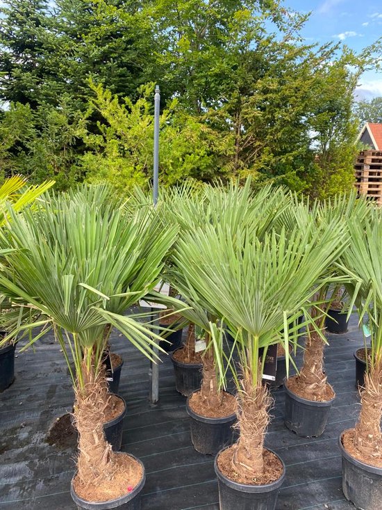 Sunny Tree Palmboom - Winterharde Trachycarpus fortunei voor buiten ...