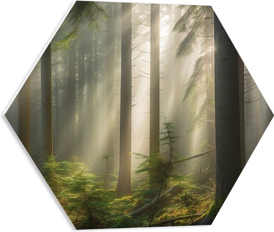 PVC Schuimplaat Hexagon - Bos - Bomen - Planten - 50x43.5 cm Foto op ...