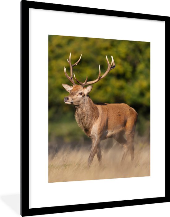 Poster - Fotolijst - Hert - Natuur - Heide - Dieren - Landschap - 60x80 ...