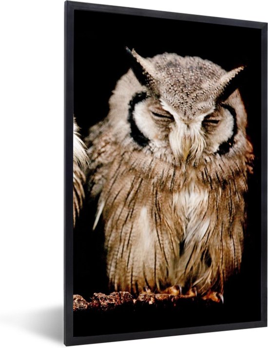 Fotolijst incl. Poster - Uil - Vogel - Zwart - 40x60 cm - Posterlijst | bol