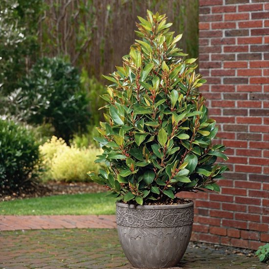 Plant in a Box - Laurus nobilis - Laurierboom - Natuurlijke ...