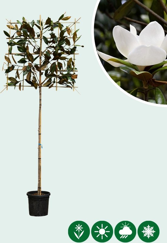 Leimagnolia 180 cm | Magnolia grandiflora ‘Galissonière’ 6-10 cm 180 cm| Bomenbezorgd.nl | bol