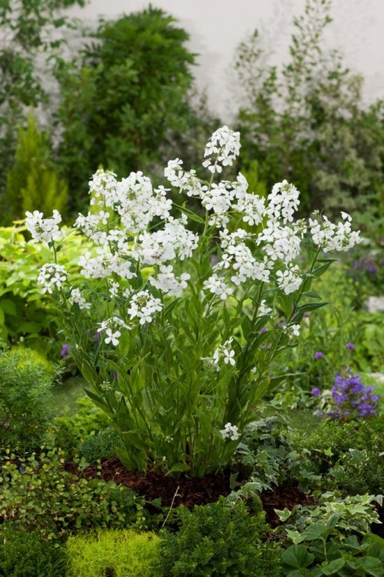 Set van 3 | Hesperis matronalis 'Alba' - 0.7 liter pot | bol