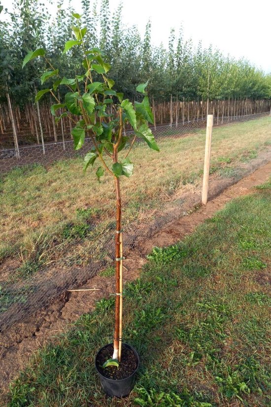 Jonge Chinese Rode Berk boom Halfstam | Betula albosinensis ...