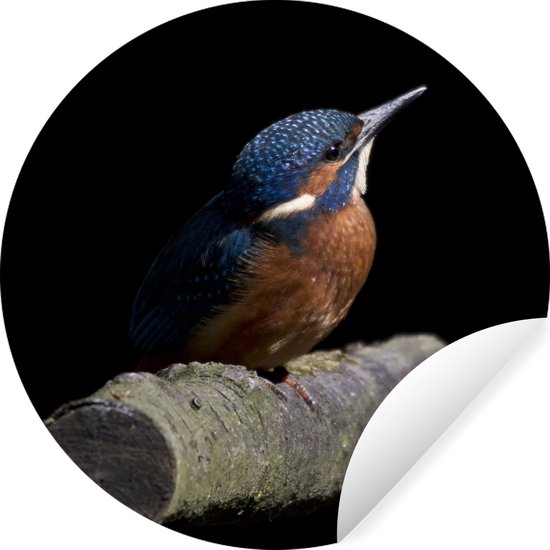 WallCircle - Muurstickers - Behangcirkel - IJsvogel - Veren - Vogel - 100x100 cm -... | bol