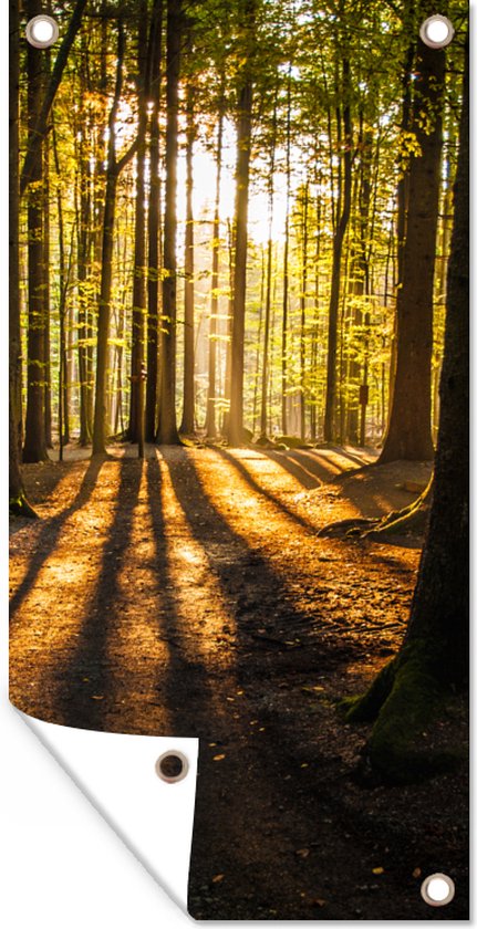 Wanddecoratie buiten Zon - Bomen - Bos - Landschap - Natuur - 80x160 cm ...