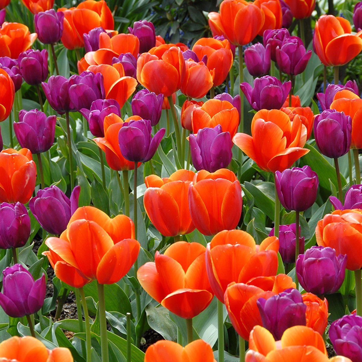 Tulp Ad Rem - 20 Tulpen - Tulipa - Voorjaarsbloeiers - Bollen ...