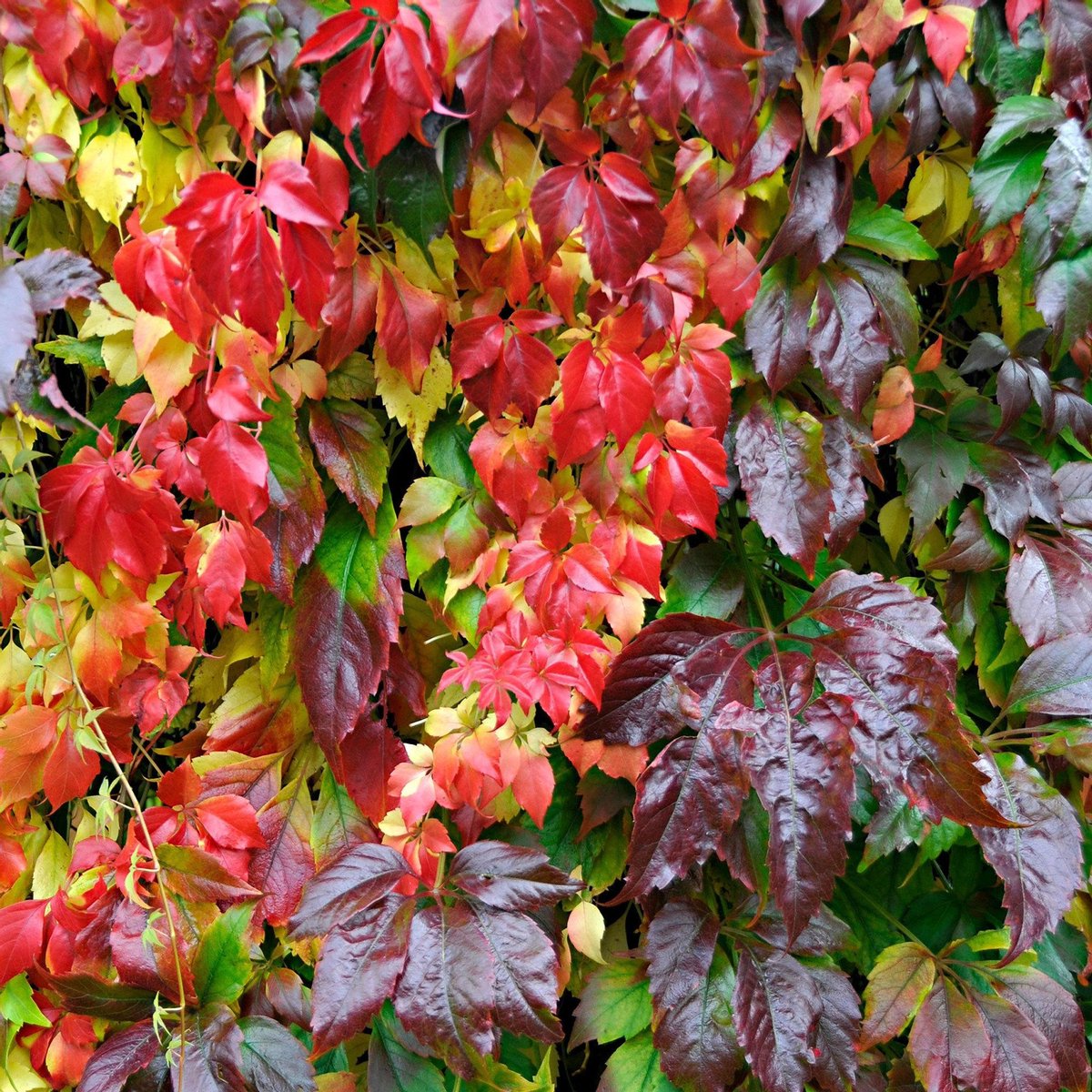 Wilde wingerd Parthenocissus 'Engelmannii' rood- ↑ 60-70 cm - Pot-Ø 15 ...