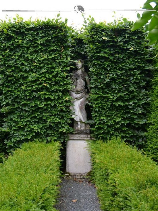 Groene Beuk Fagus sylvatica 150-175 cm in Pot, 7x Haagplant | bol.com