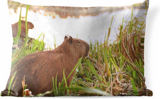 Sierkussen Capibara voor buiten - Een Capibara tussen het hoge riet ...
